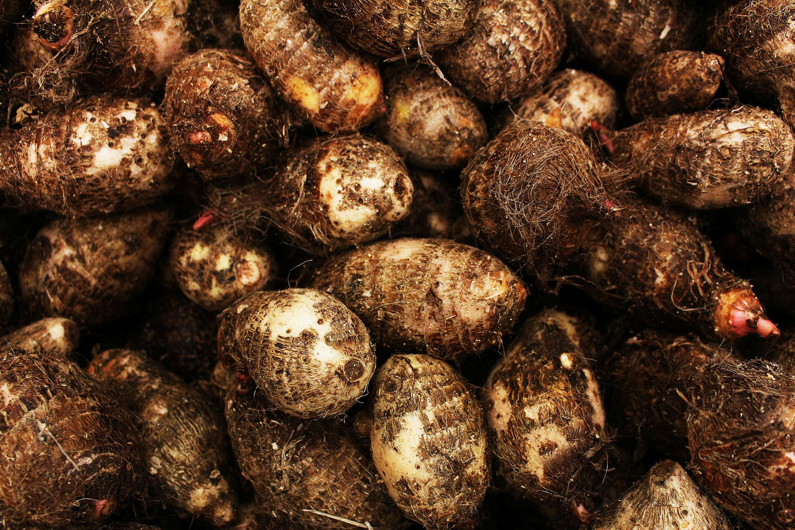 Wild Yam ako prírodná podpora chudnutia
